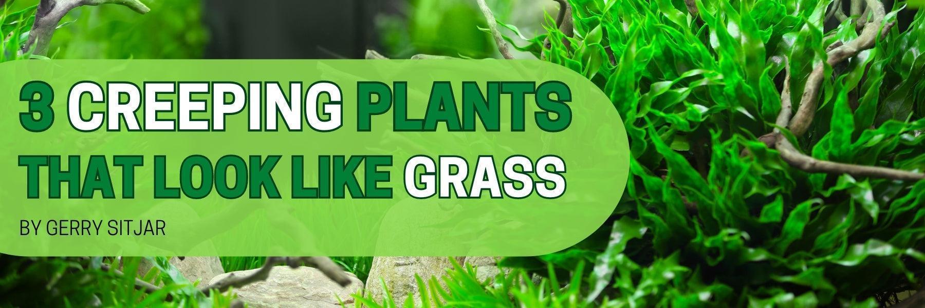 3 Creeping Plants That Look Like Grass – Glass Grown Aquatics