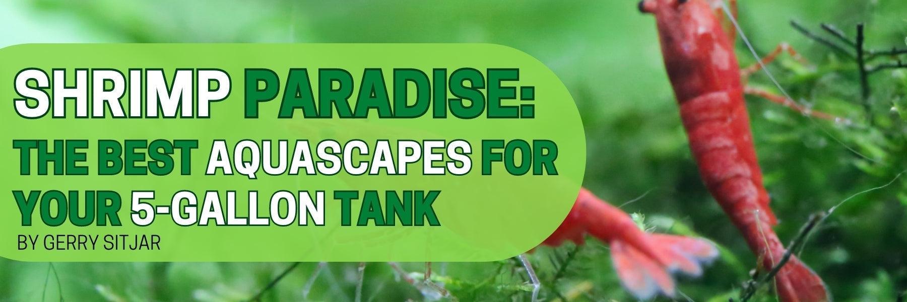 4 Aquascapes for Your 5-gallon Shrimp Tank – Glass Grown Aquatics