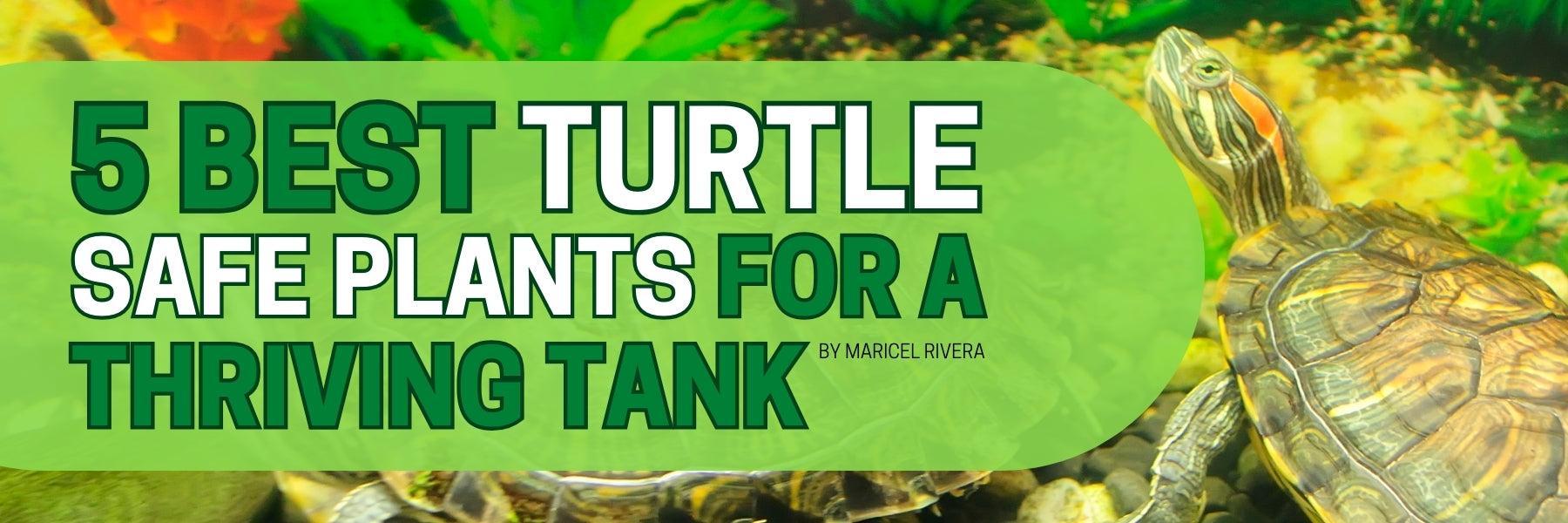 5 Best Turtle-Safe Plants for a Thriving Tank – Glass Grown Aquatics