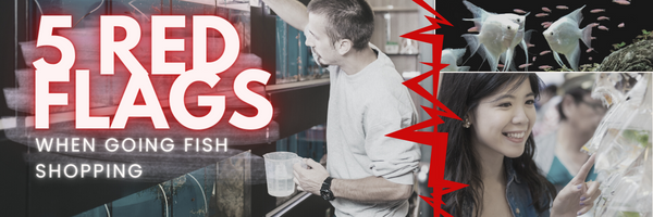 5 Red Flags When Going Fish Shopping – Glass Grown Aquatics