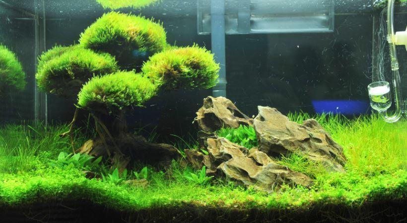 Aquascaping with Java Moss – Glass Grown Aquatics