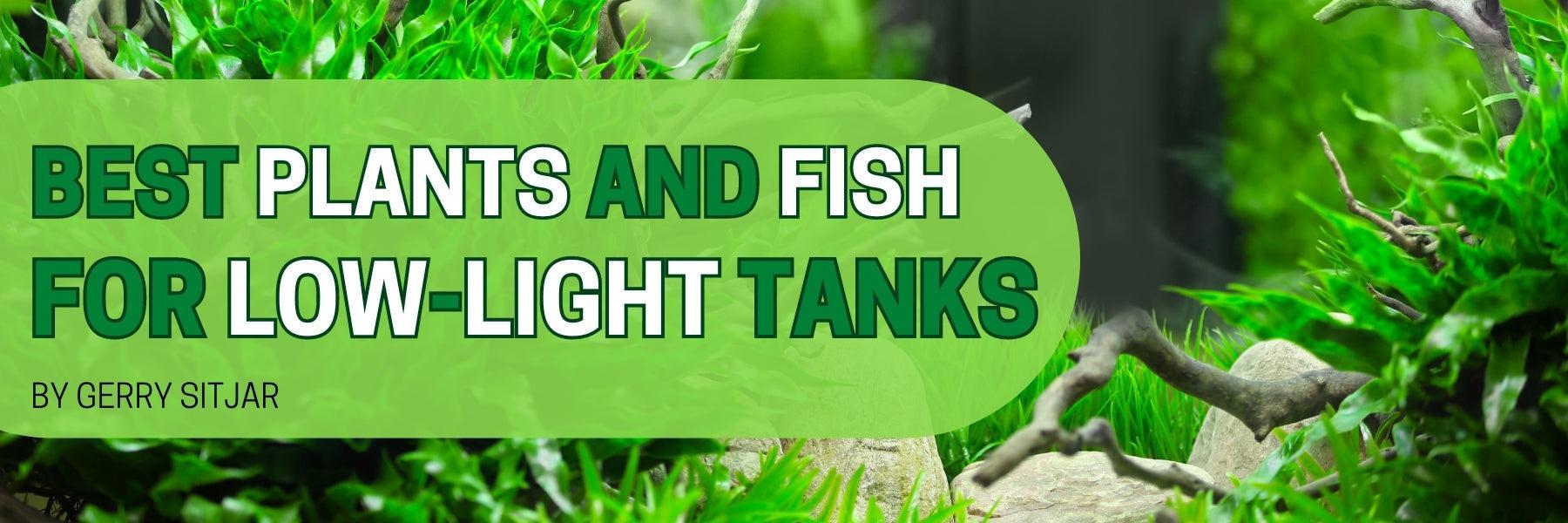 Best Plants and Fish for Low Light Tanks – Glass Grown Aquatics
