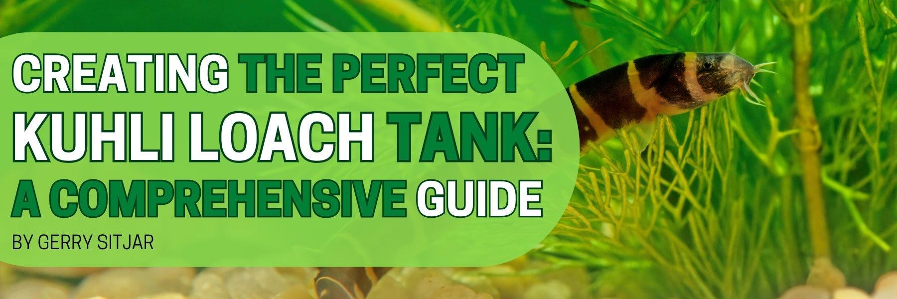 Creating the Perfect Kuhli Loach Tank: A Comprehensive Guide – Glass ...