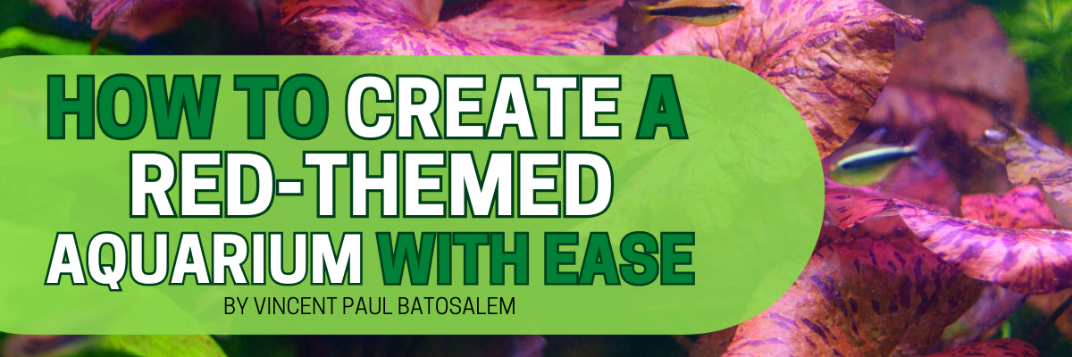 How to Create a Red-Themed Aquarium with Ease – Glass Grown Aquatics