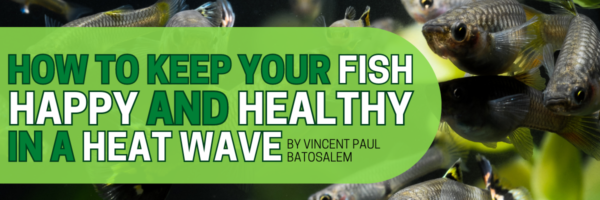 How to Keep Your Fish Happy and Healthy in a Heat Wave – Glass Grown ...