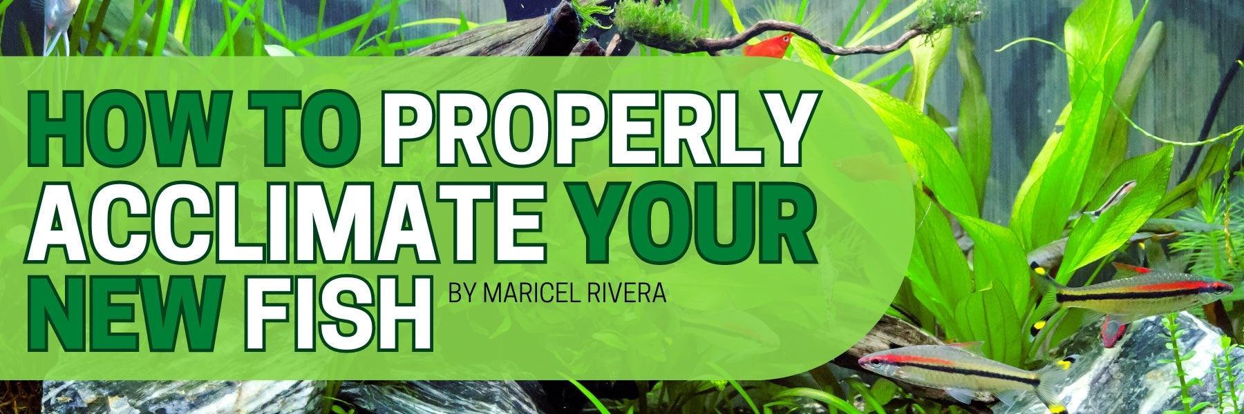 How to Properly Acclimate Your New Fish – Glass Grown Aquatics