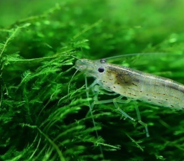 Java Moss is the Breeder's Gold Standard for a Reason. – Glass Grown ...