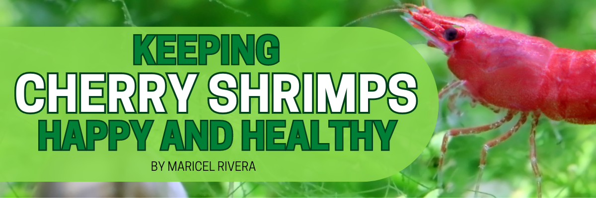 Keeping Cherry Shrimp Happy and Healthy – Glass Grown Aquatics