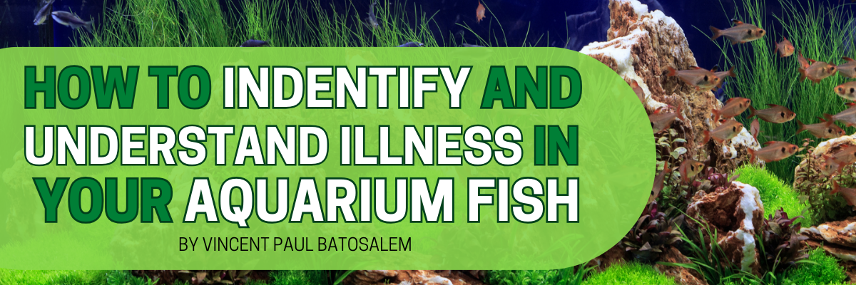 Sick Fish? Here's How to Know... – Glass Grown Aquatics