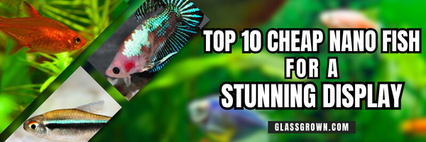 Top 10 Cheap Nano Fish For a Stunning Display – Glass Grown Aquatics