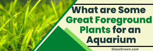 What are Some Great Foreground Plants for an Aquarium? – Glass Grown ...