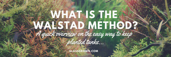 What is the Walstad Method? – Glass Grown Aquatics
