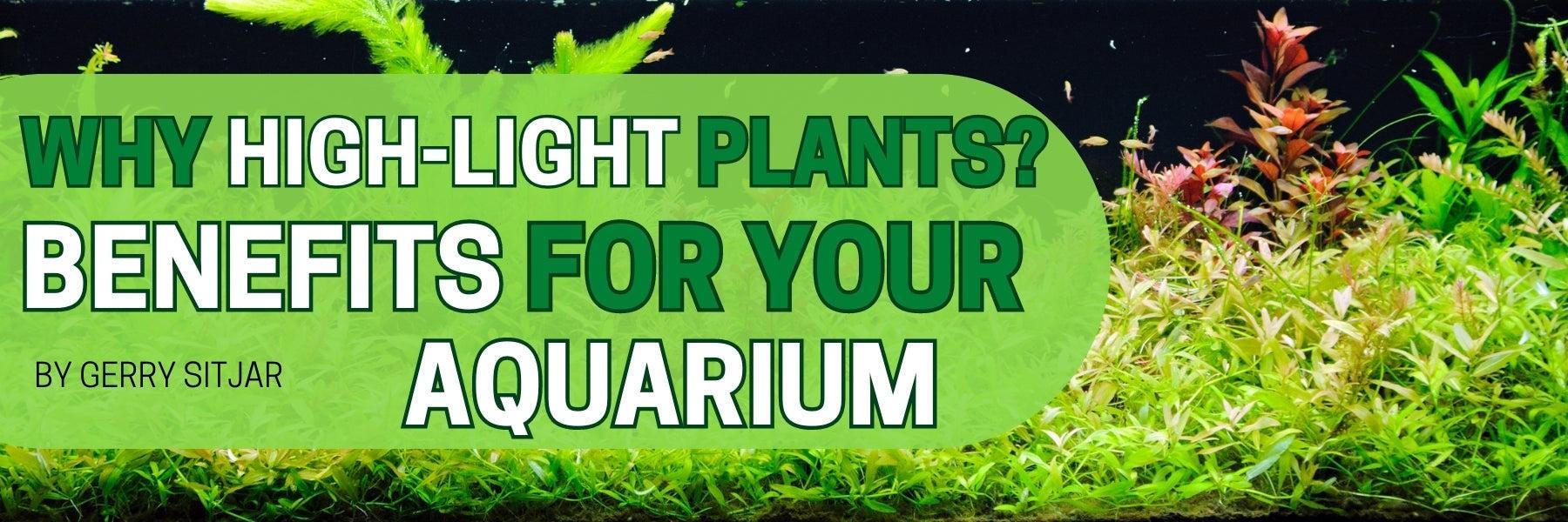 Why High-Light Plants? – Glass Grown Aquatics