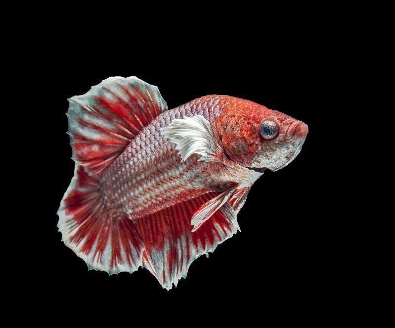 Live Freshwater Fish for Sale – Nano Fish, Bettas & More | Glass Grown ...