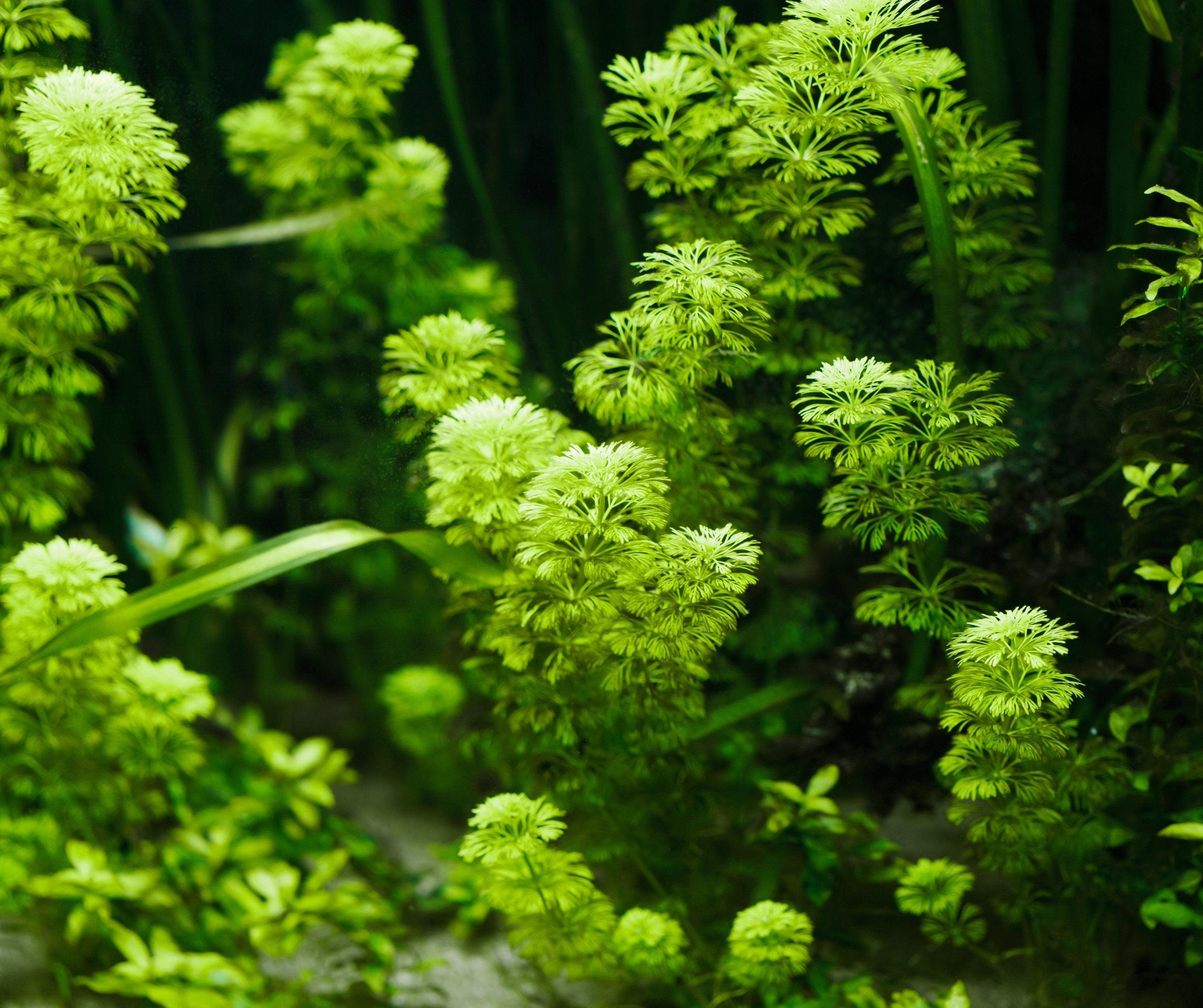 Background Plants – Glass Grown Aquatics