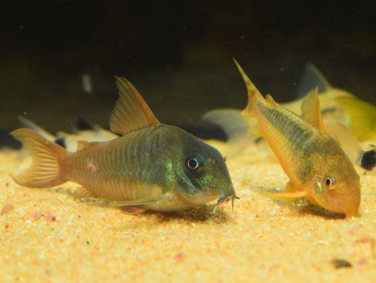Corydoras Catfish – Glass Grown Aquatics