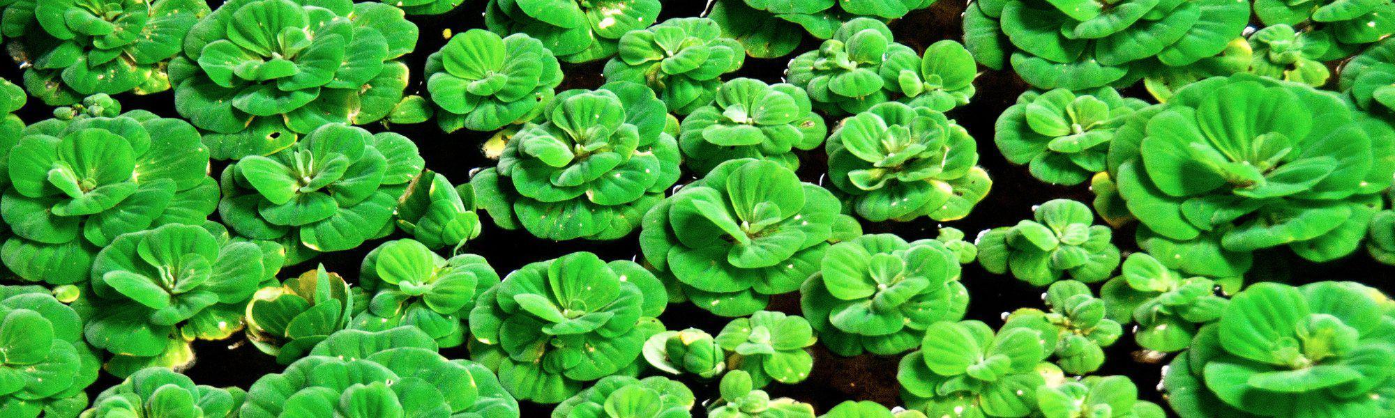 Floater Types – Glass Grown Aquatics