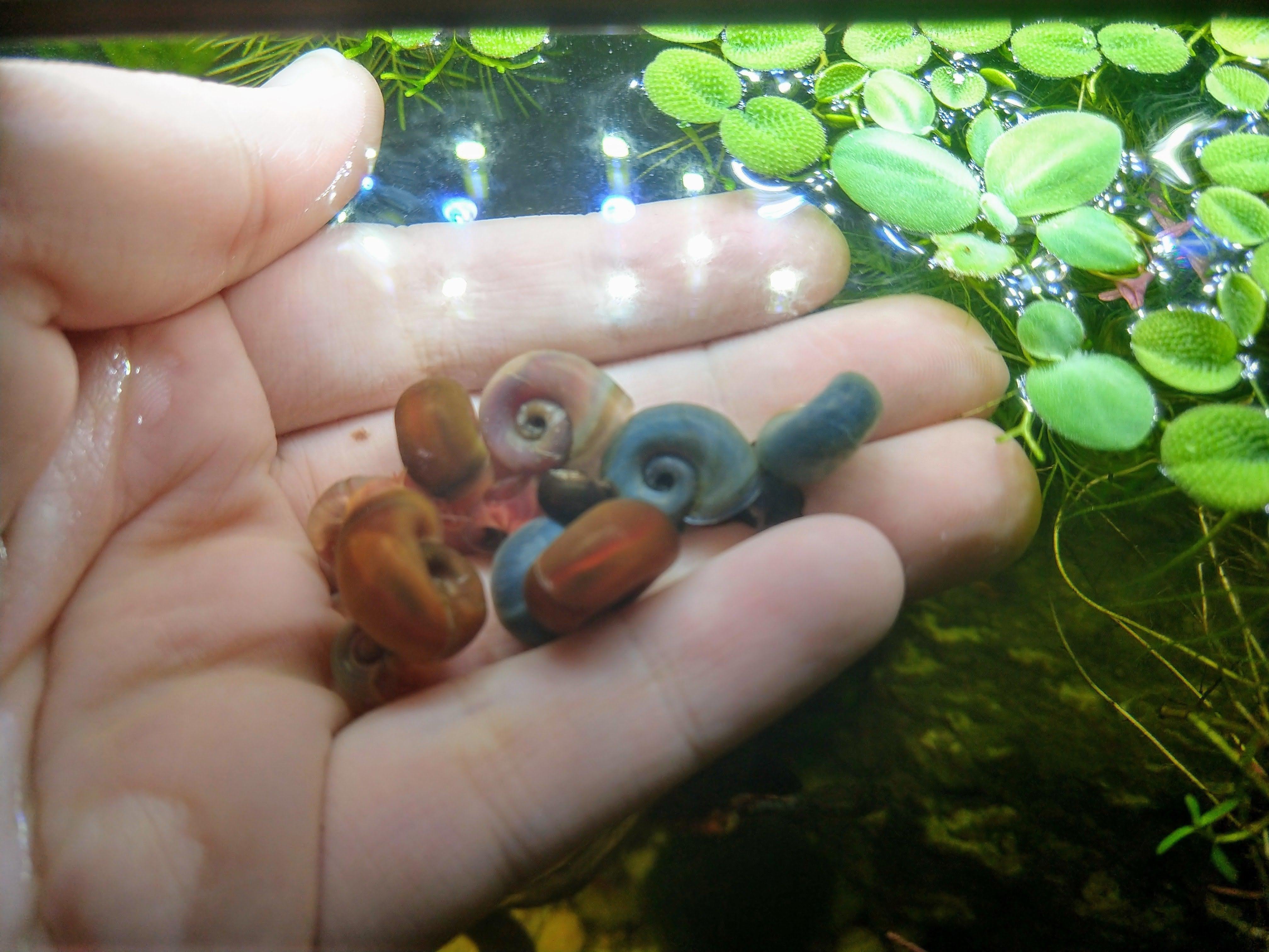 Freshwater Snails – Glass Grown Aquatics