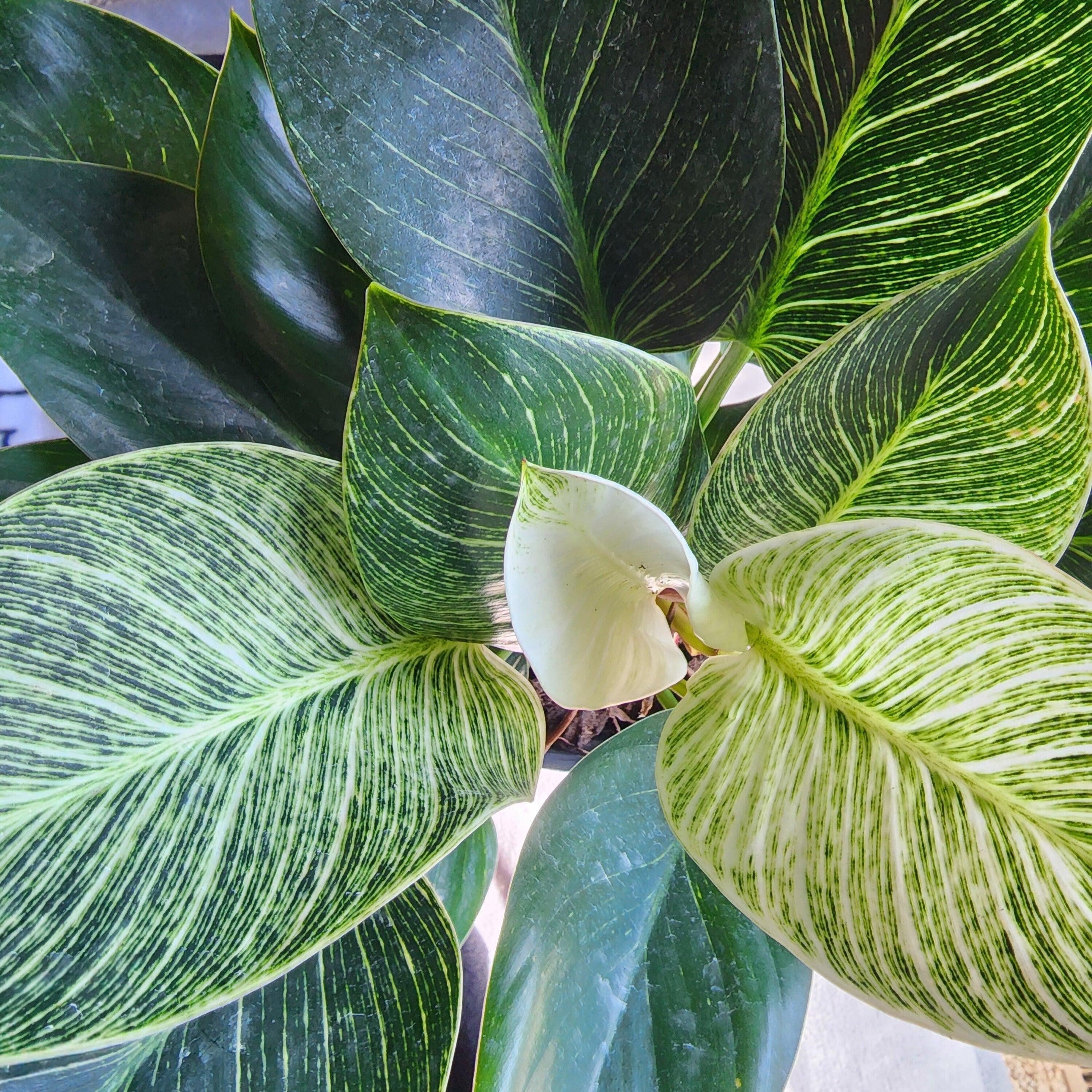 Humid Plants – Glass Grown Aquatics