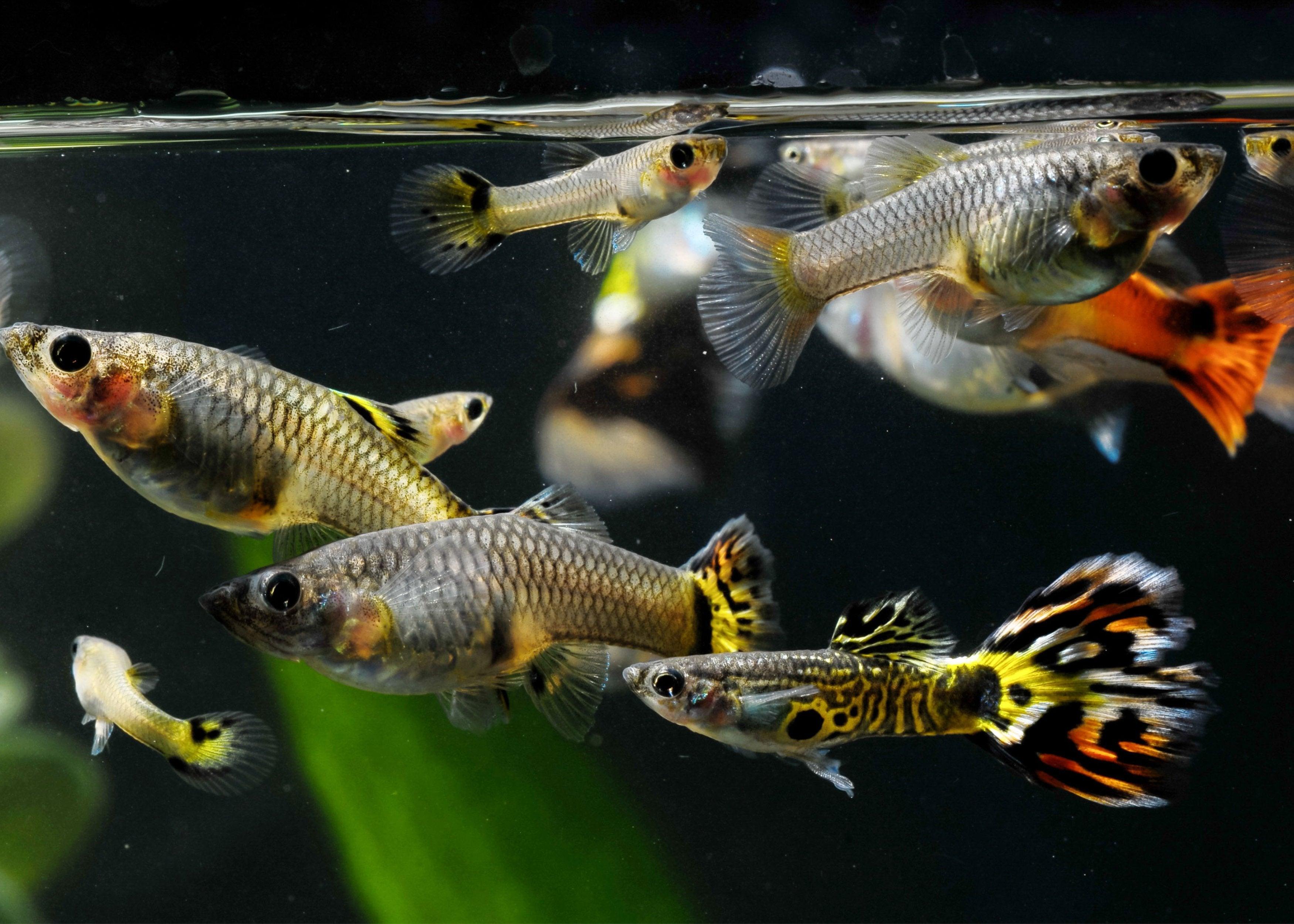 Nano Fish – Glass Grown Aquatics