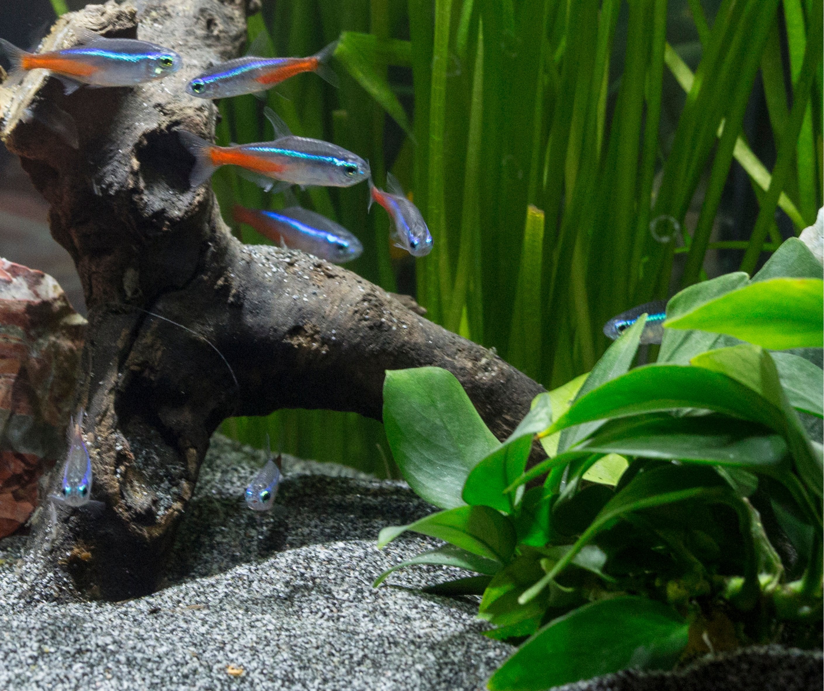 New! – Page 3 – Glass Grown Aquatics