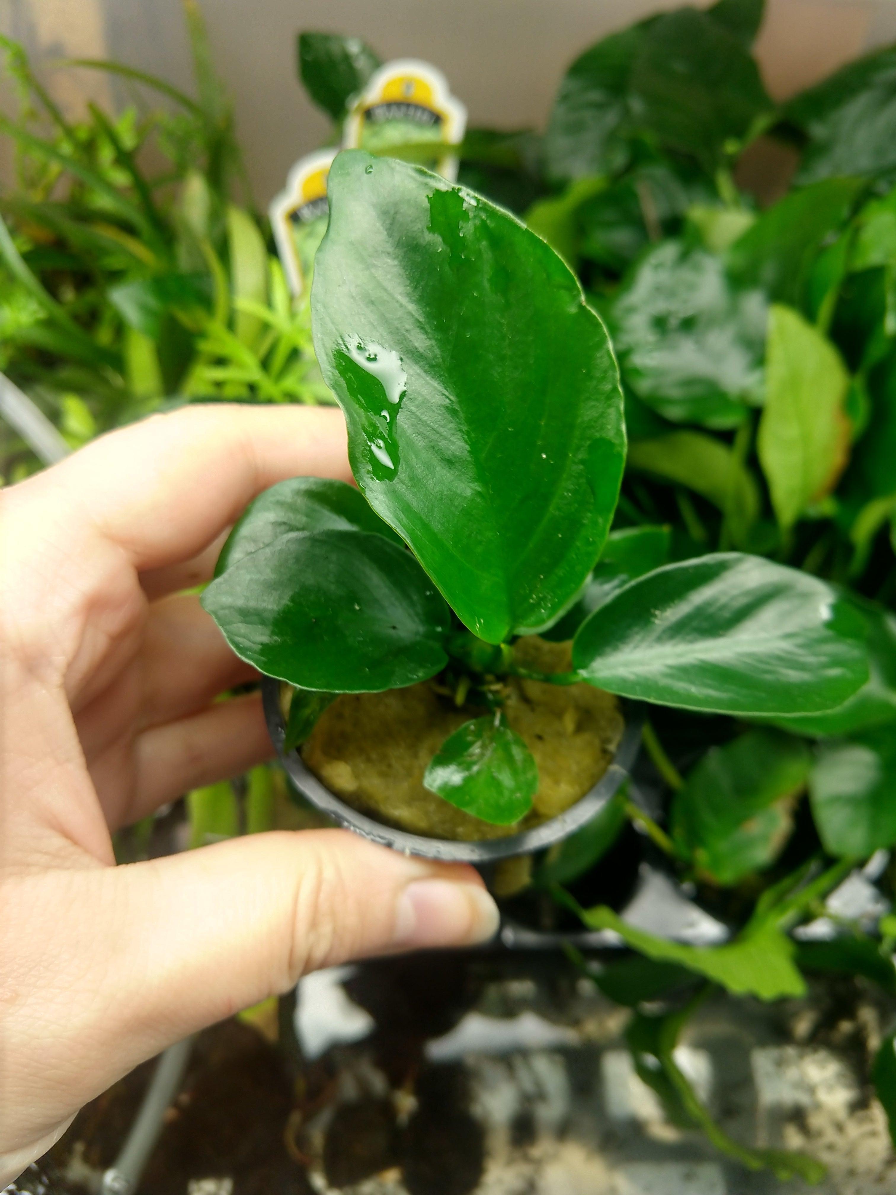 Potted Aqua Plants – Glass Grown Aquatics