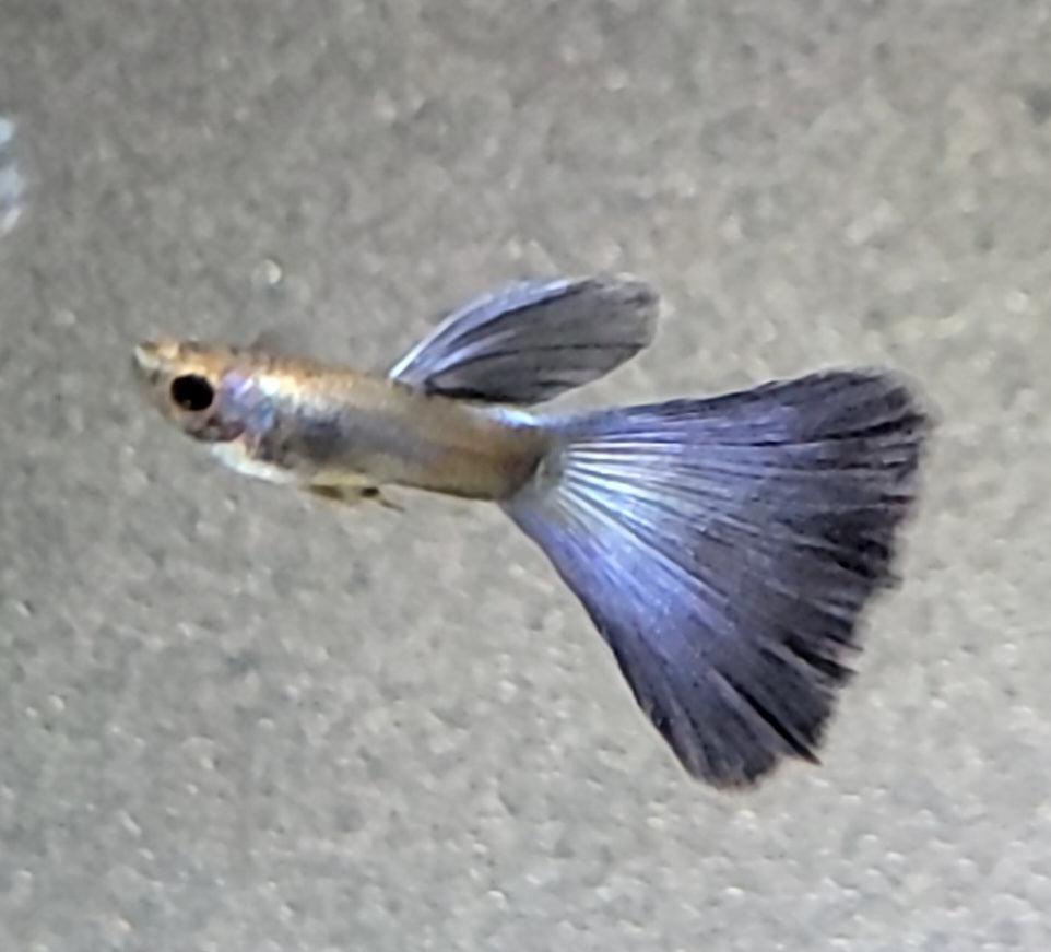 Purple Moscow Guppies – Glass Grown Aquatics