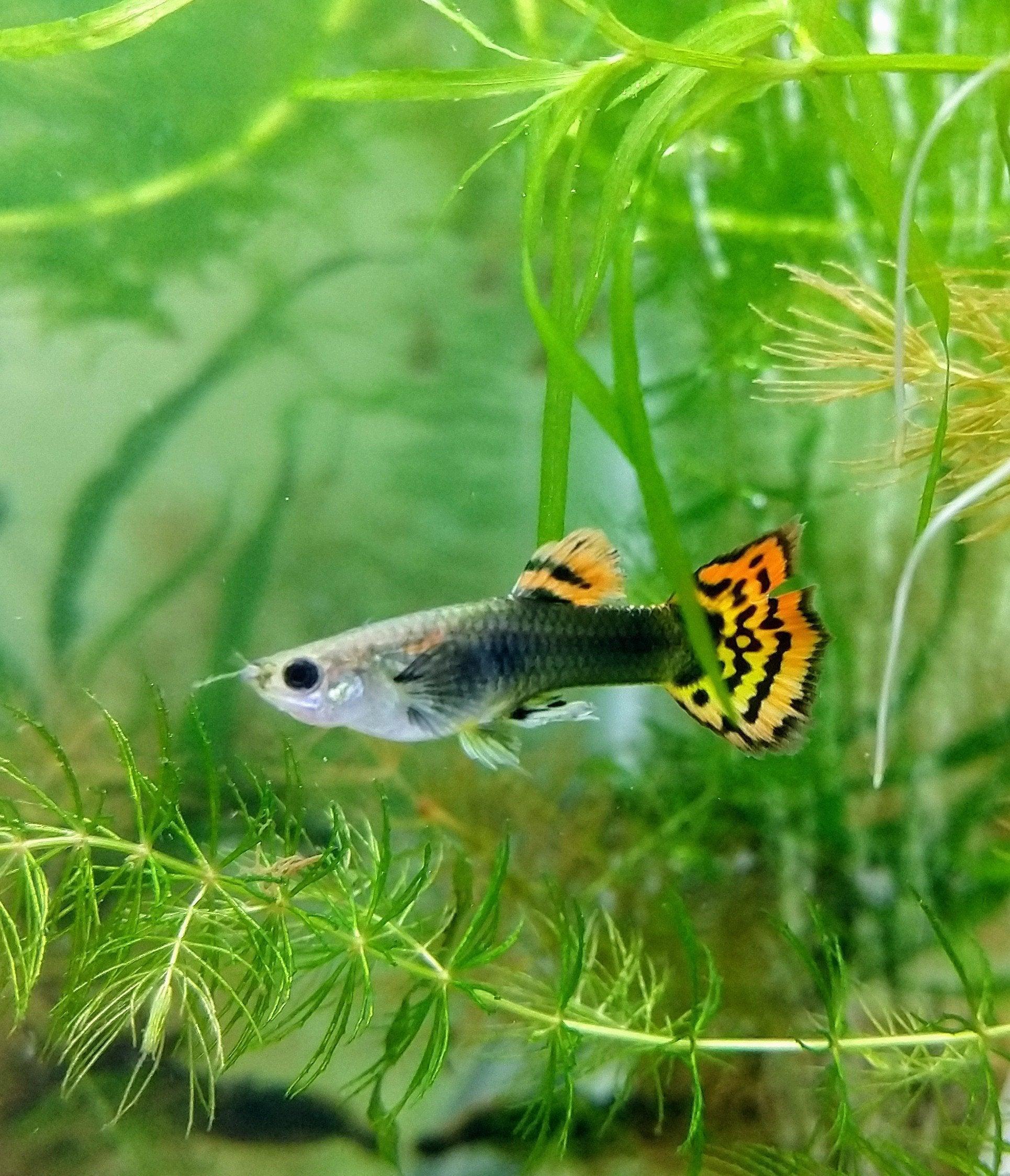 Red Dragon Mosaic Guppies – Glass Grown Aquatics