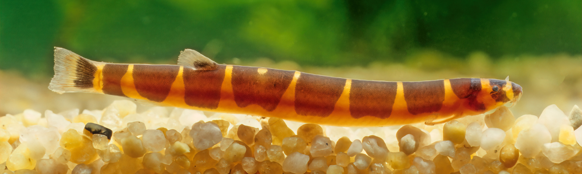 Shy Fish – Glass Grown Aquatics