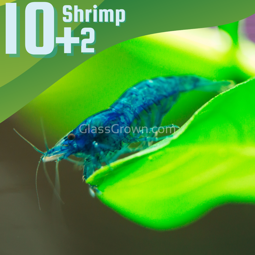 Blue Dream Dwarf Shrimp 10+ Pack – Glass Grown Aquatics