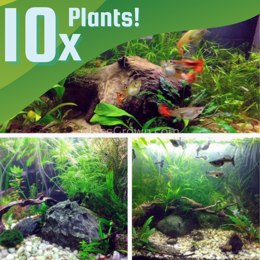10 Tiny Plant Sampler Pack With Floaters – Glass Grown Aquatics