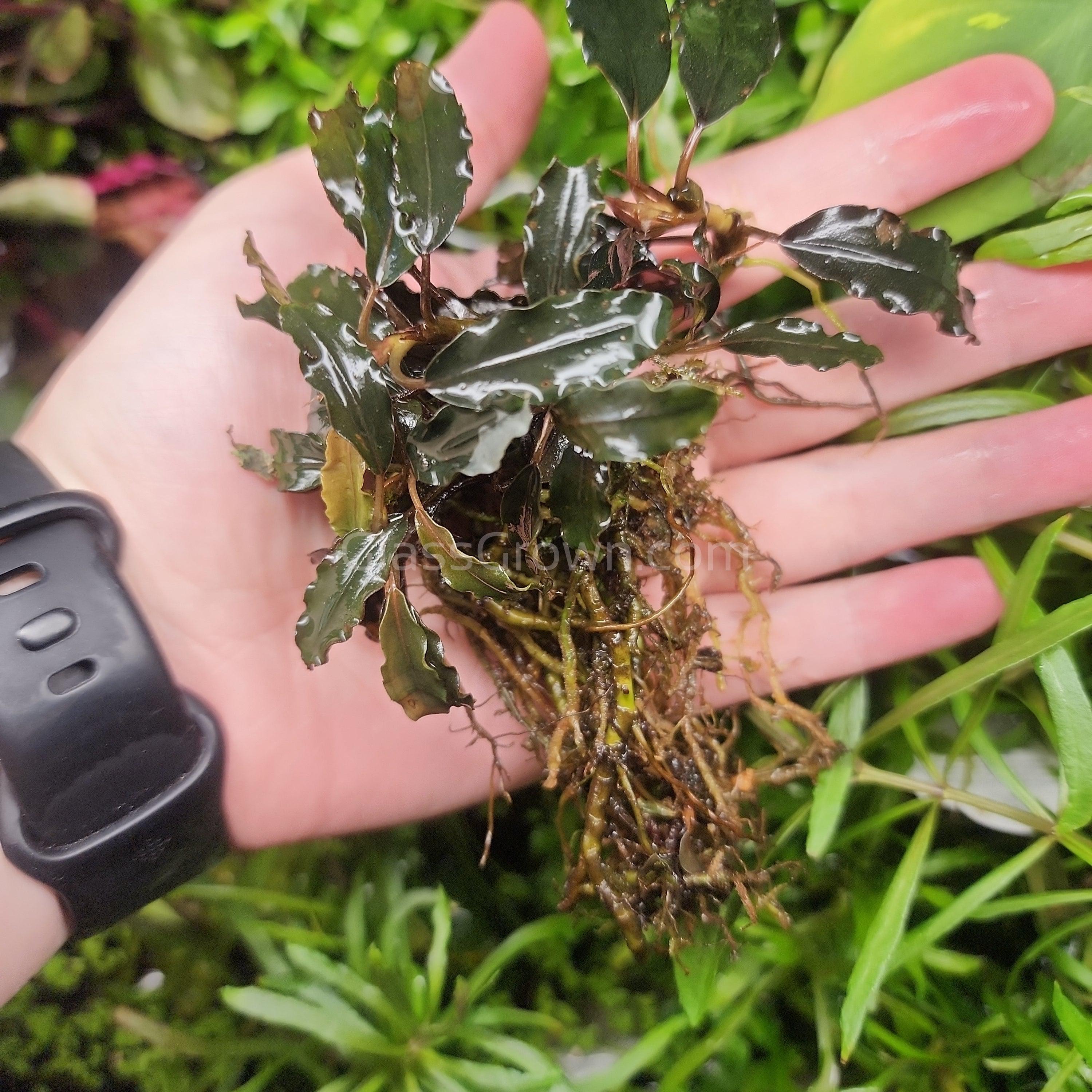 Bucephalandra Red Purple 3" Clumps – Glass Grown Aquatics