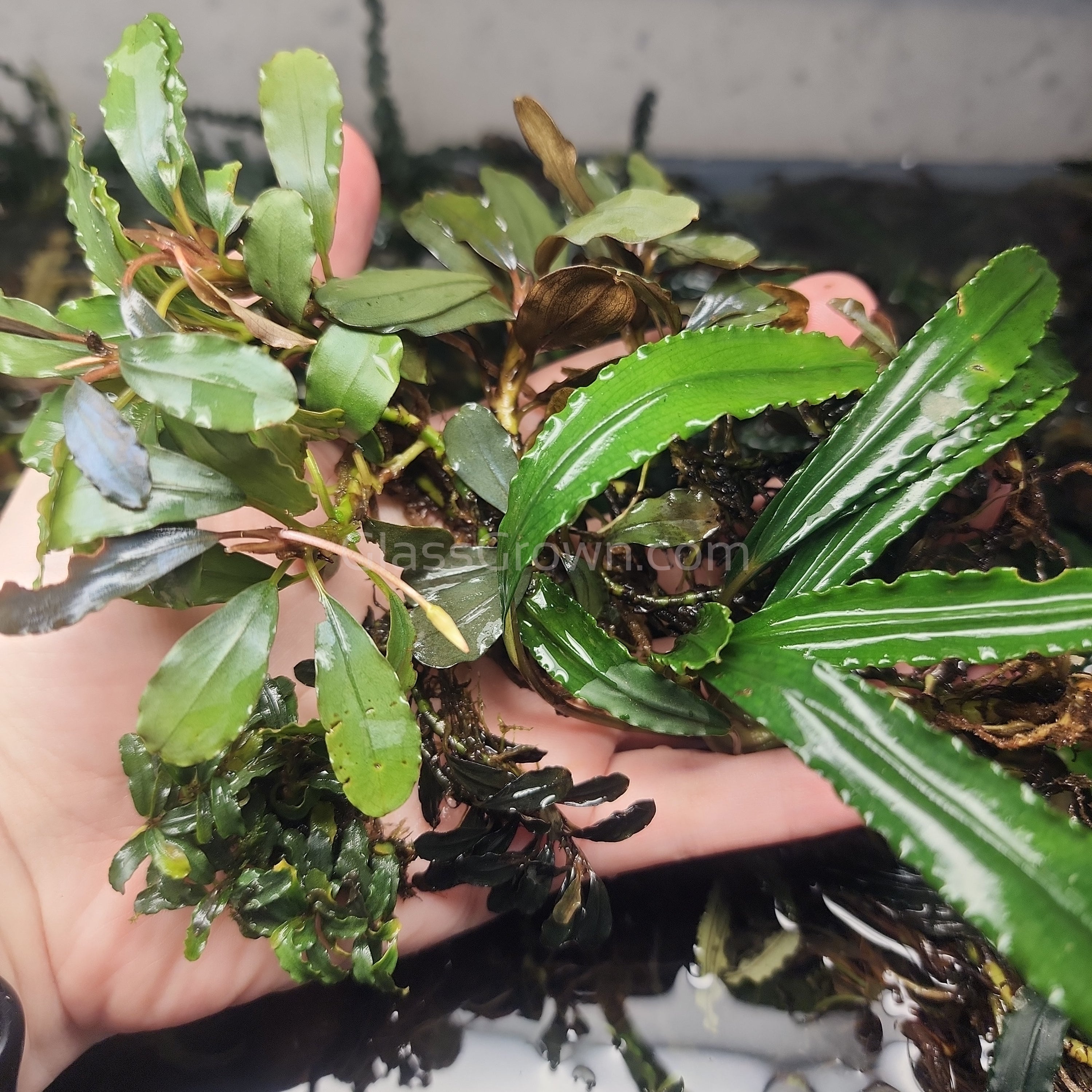 Mixed Buce 5 Starter Pack – Glass Grown Aquatics
