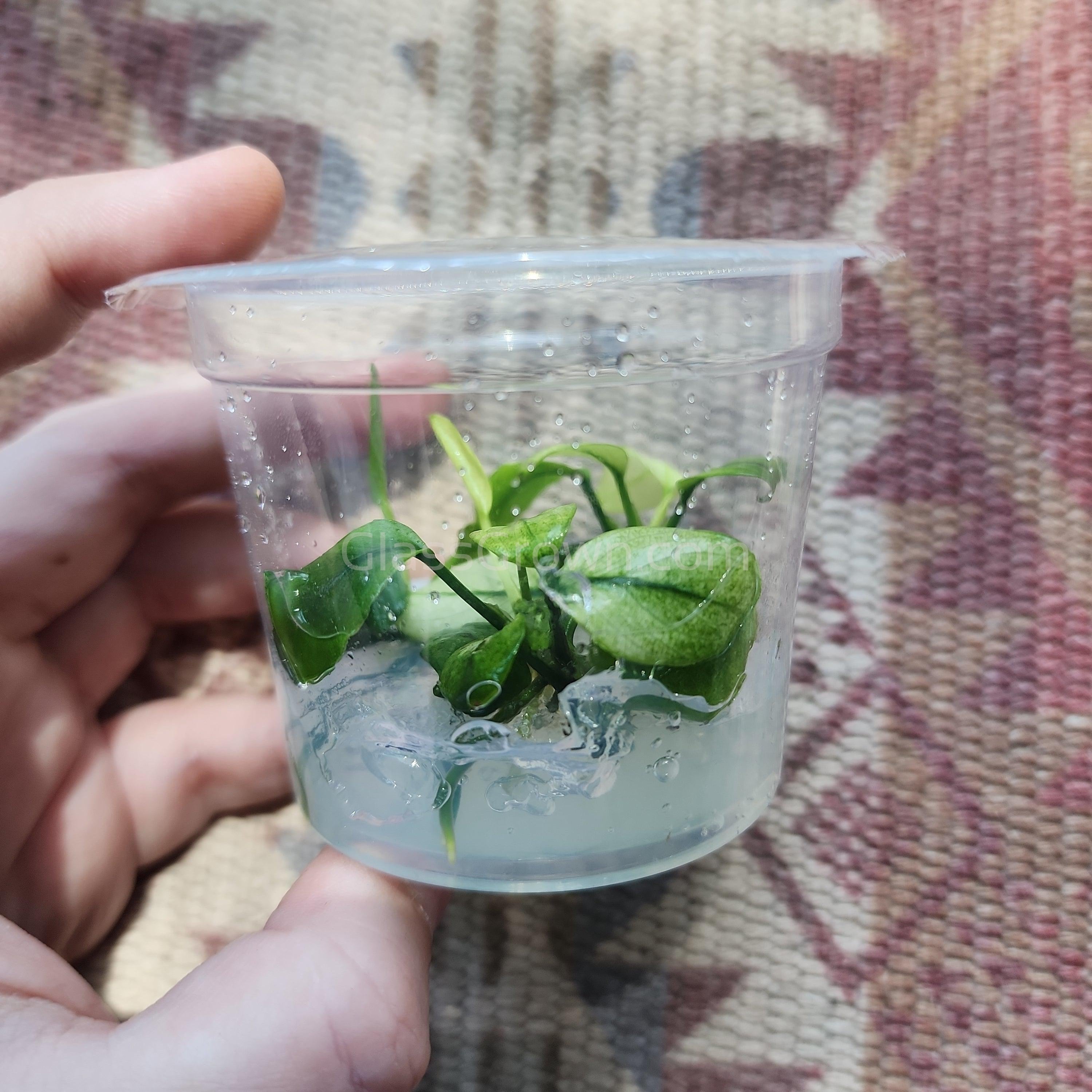 Tissue Culture Anubias Pinto – Glass Grown Aquatics