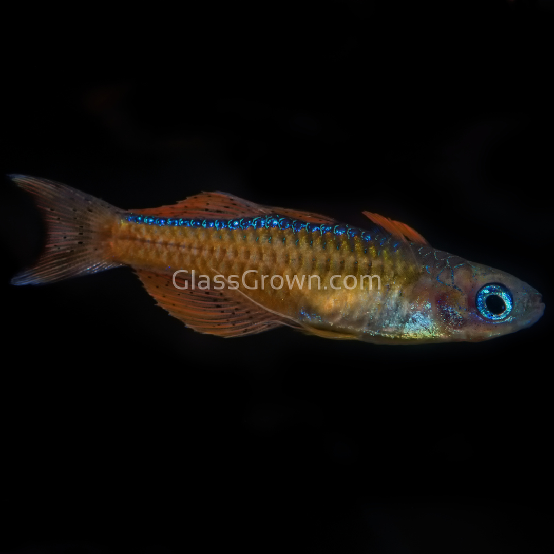 Red Neon Blue Eye Rainbowfish 6 Pack – Glass Grown Aquatics