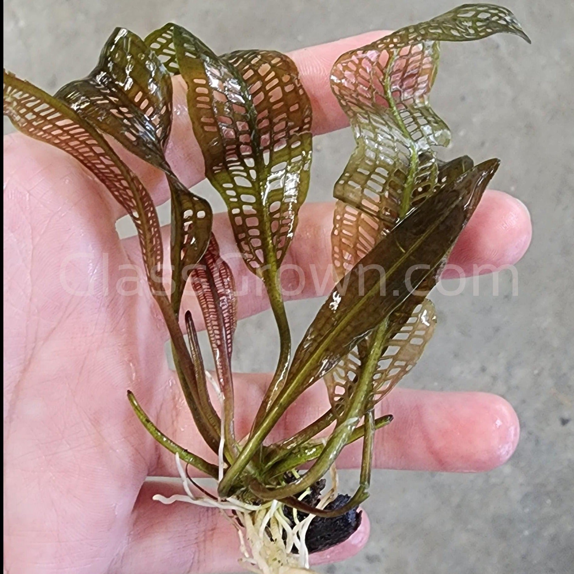 Madagascar Lace Bulb – Glass Grown Aquatics