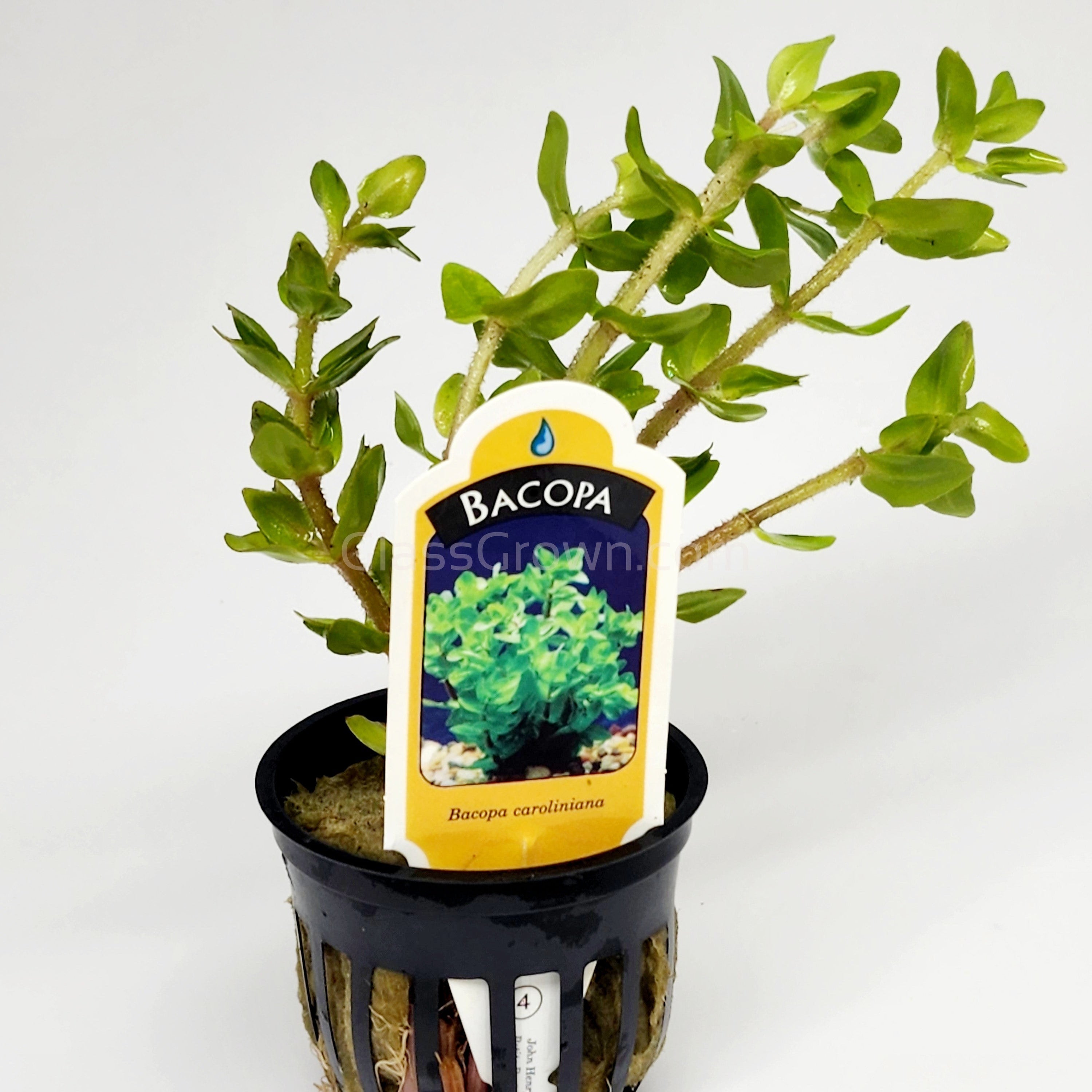 Potted Lemon Bacopa Caroliniana – Glass Grown Aquatics