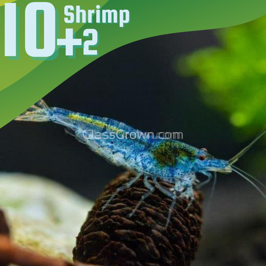 Blue Jelly Dwarf Shrimp 10+ Pack – Glass Grown Aquatics