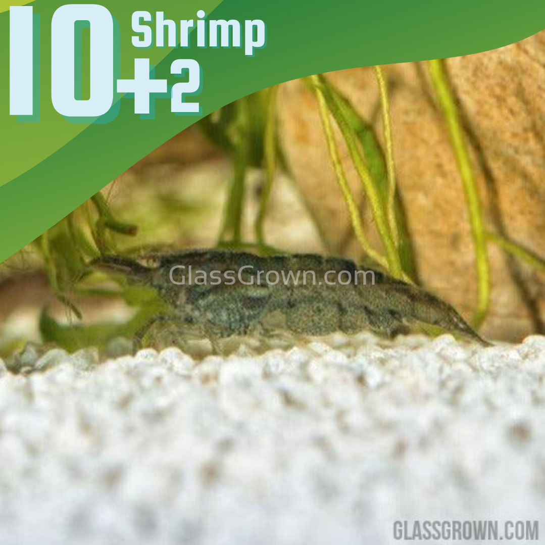 Wild Type Dwarf Shrimp 10+ Pack – Glass Grown Aquatics
