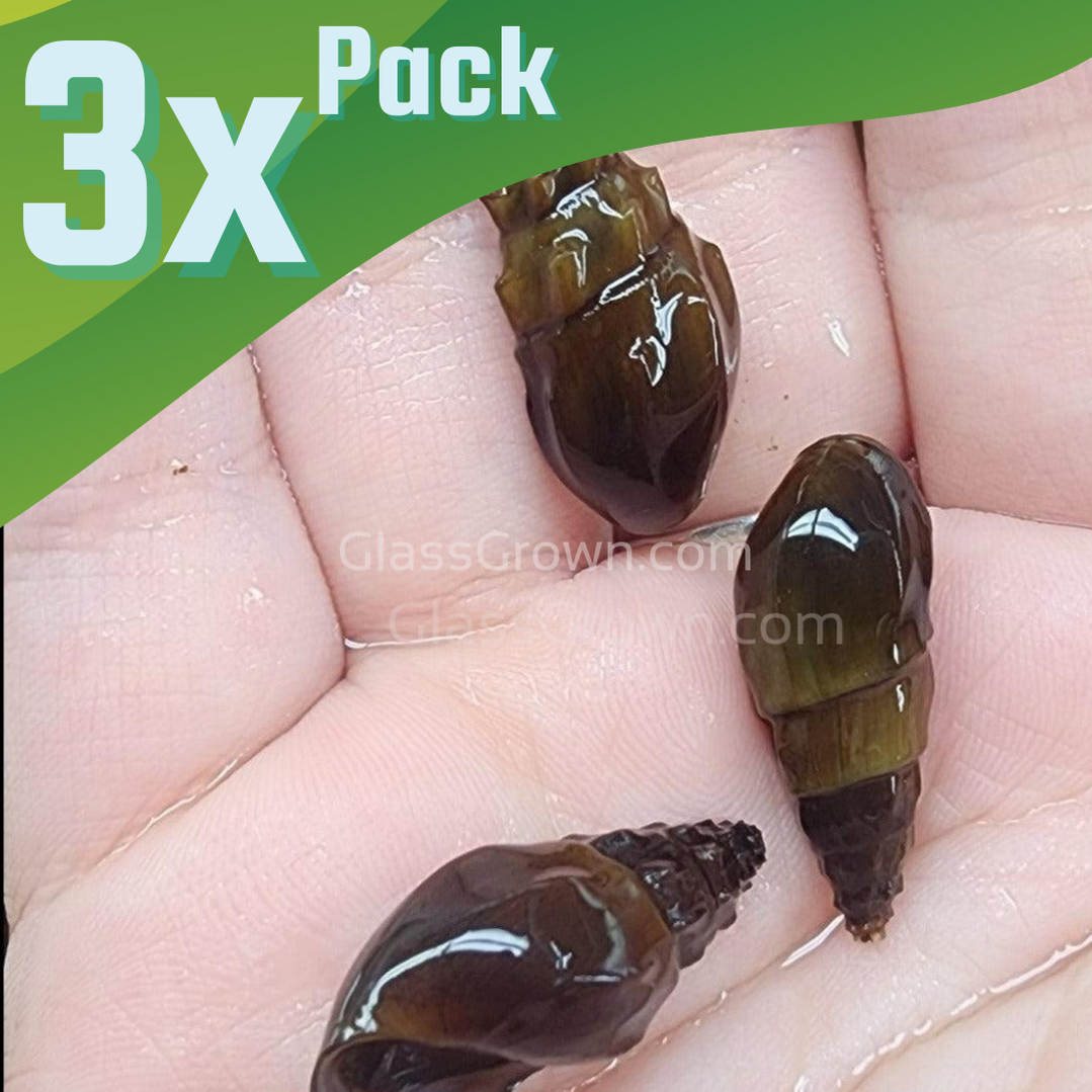 RARE Prambanan Snails 3 Pack – Glass Grown Aquatics