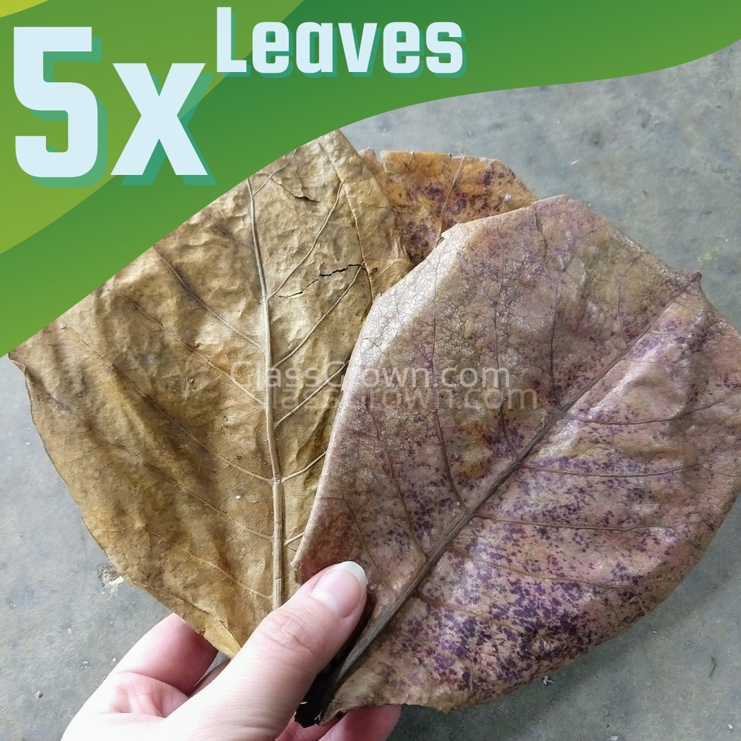 Catappa Indian Almond Leaves – Shrimp Breeding Botanical | Glass Grown ...
