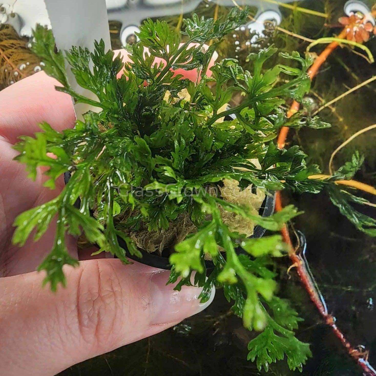 Potted Mini Bolbitis Heteroclita – Glass Grown Aquatics