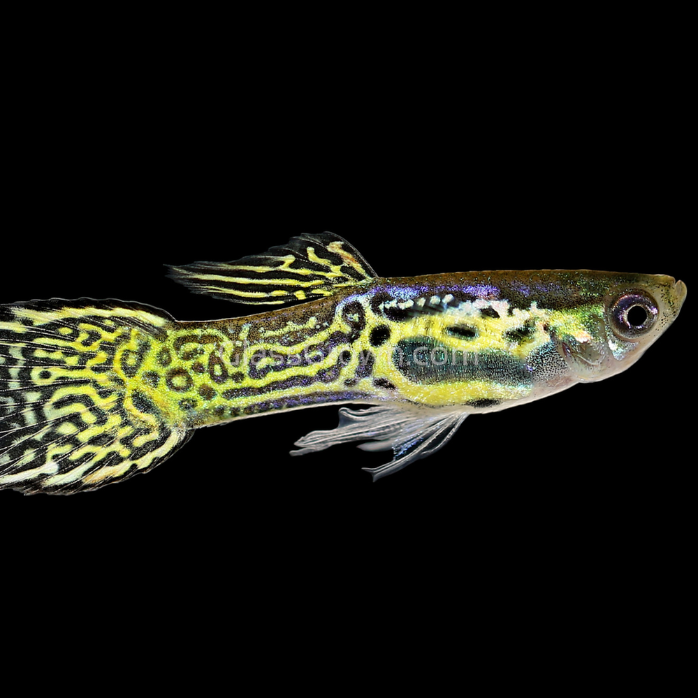 Green Cobra Endler 6 Fry Pack – Glass Grown Aquatics