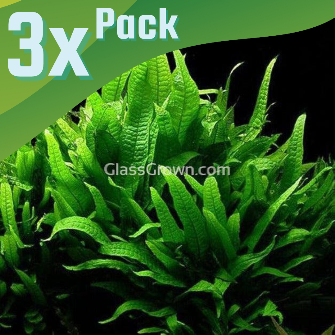 True Sagittaria Subulata 10 Rosettes/Nodes – Glass Grown Aquatics