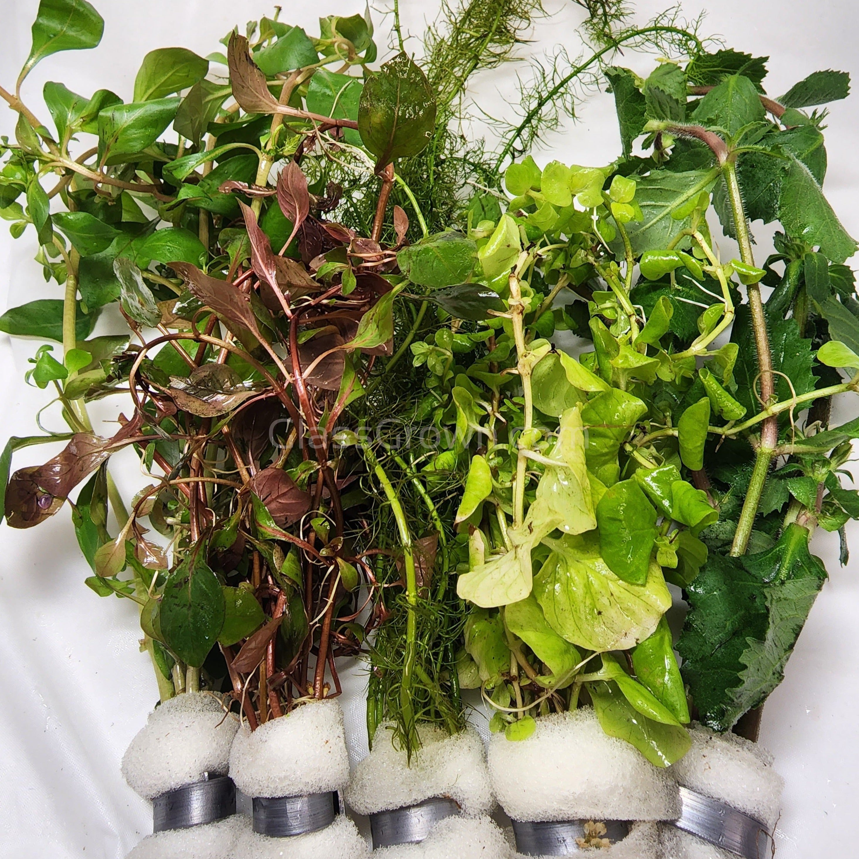 Mystery Bunch plant – Glass Grown Aquatics