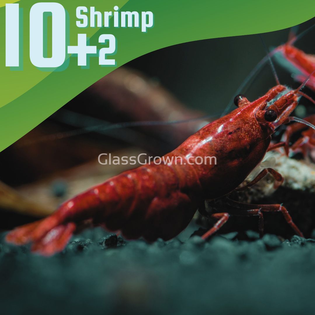 Bloody Mary Dwarf Shrimp 10+ Pack – Glass Grown Aquatics
