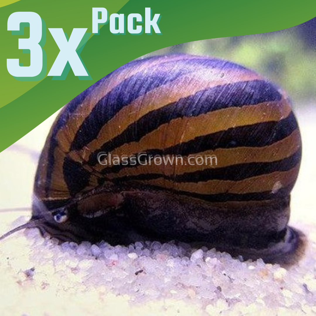 Nerite Snails Horned Nerite Snail (Beginner's Guide)