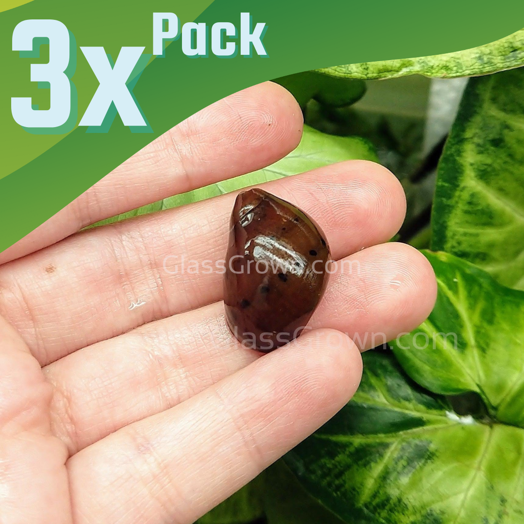 Red Spotted Nerite Snails 3 pack – Glass Grown Aquatics
