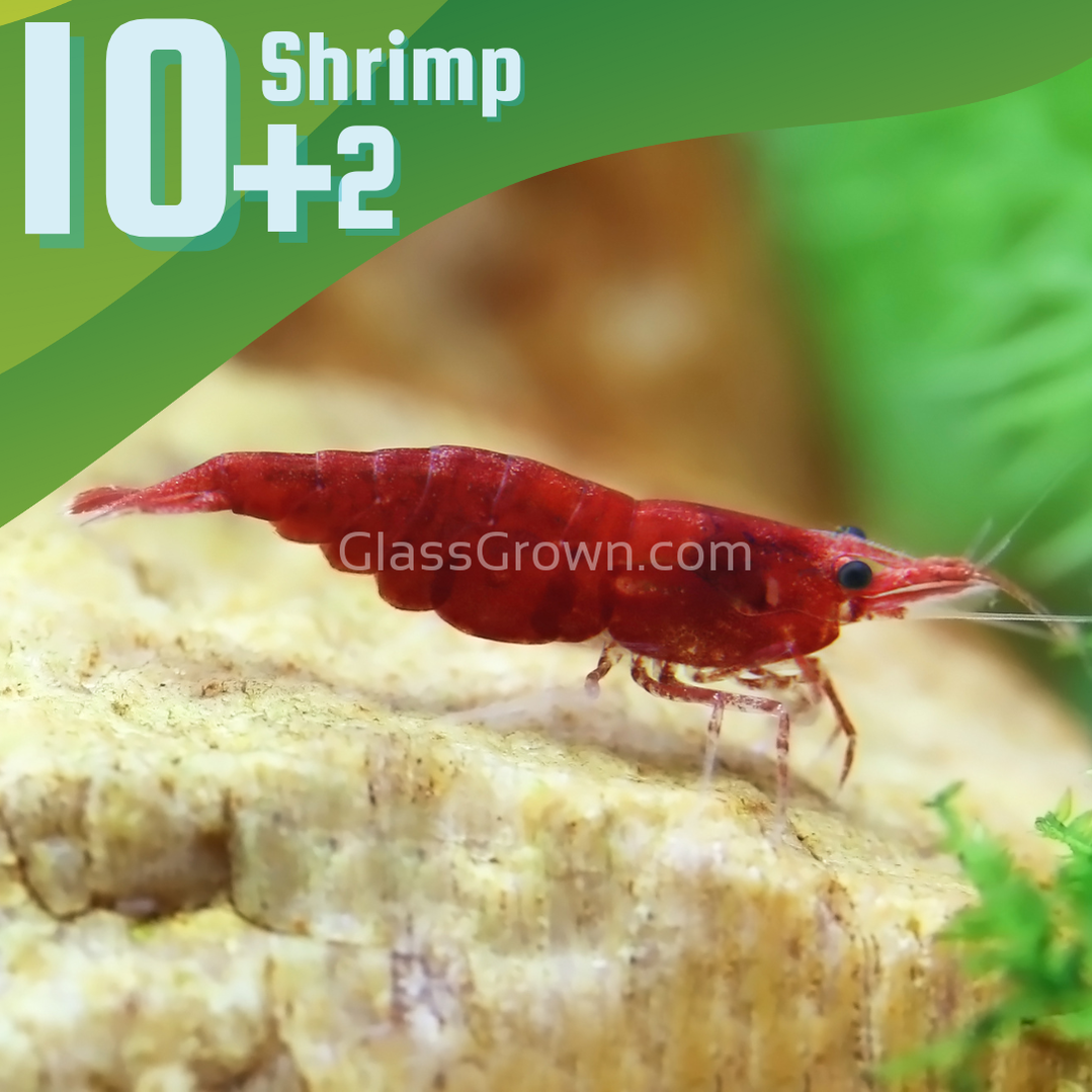 Red Cherry Dwarf Shrimp 10+ Pack – Glass Grown Aquatics