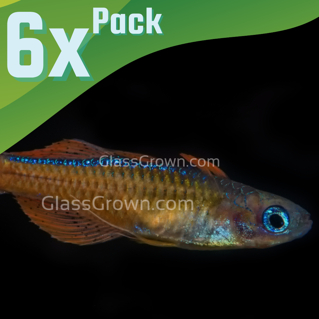 Red Neon Blue Eye Rainbowfish 6 Pack – Glass Grown Aquatics